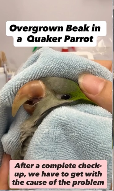 Overgrown Bird Beak: Causes & Solutions | Parrot Beak Trimming